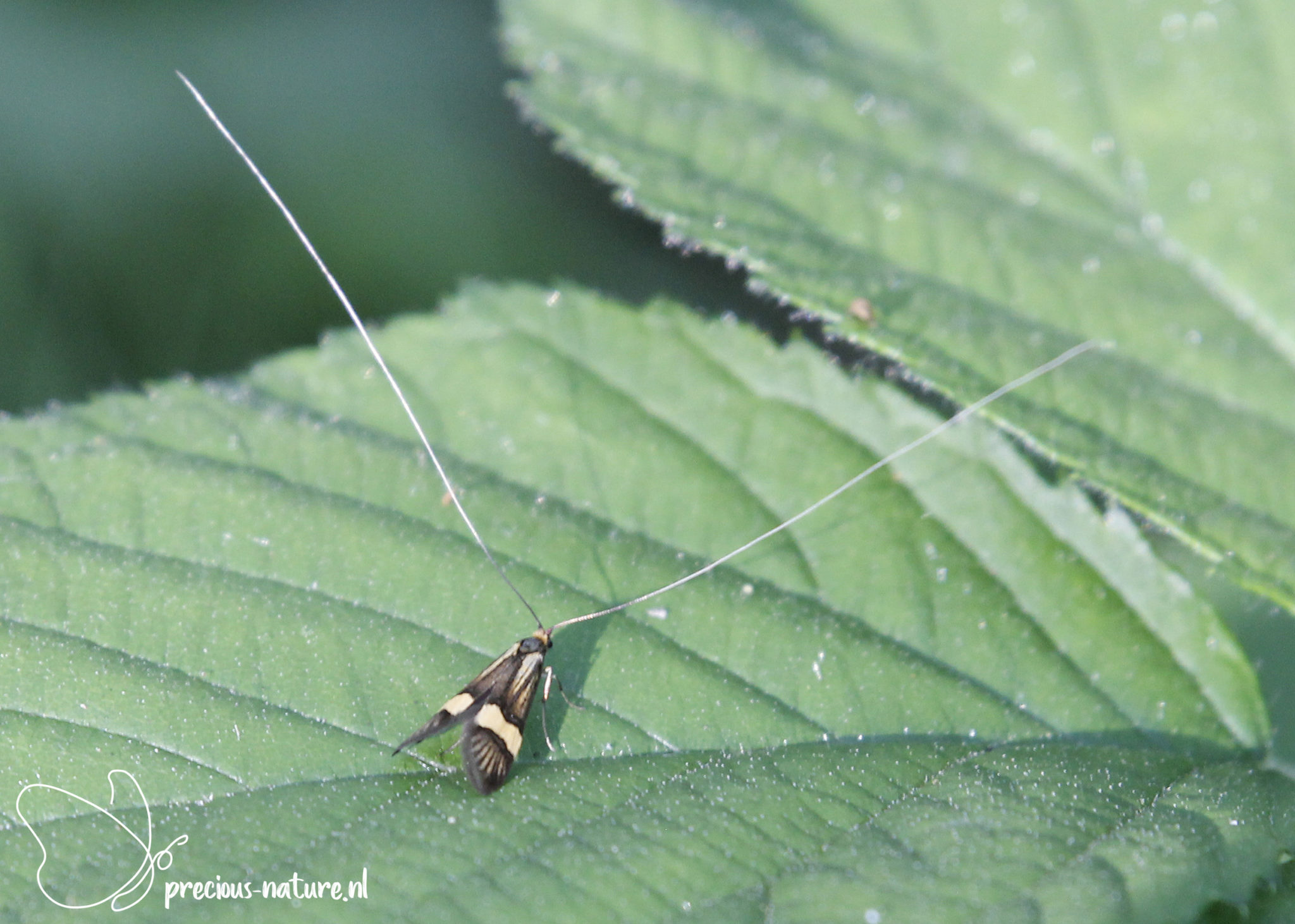 Fairy Moths | De wondere wereld voor natuurliefhebbers