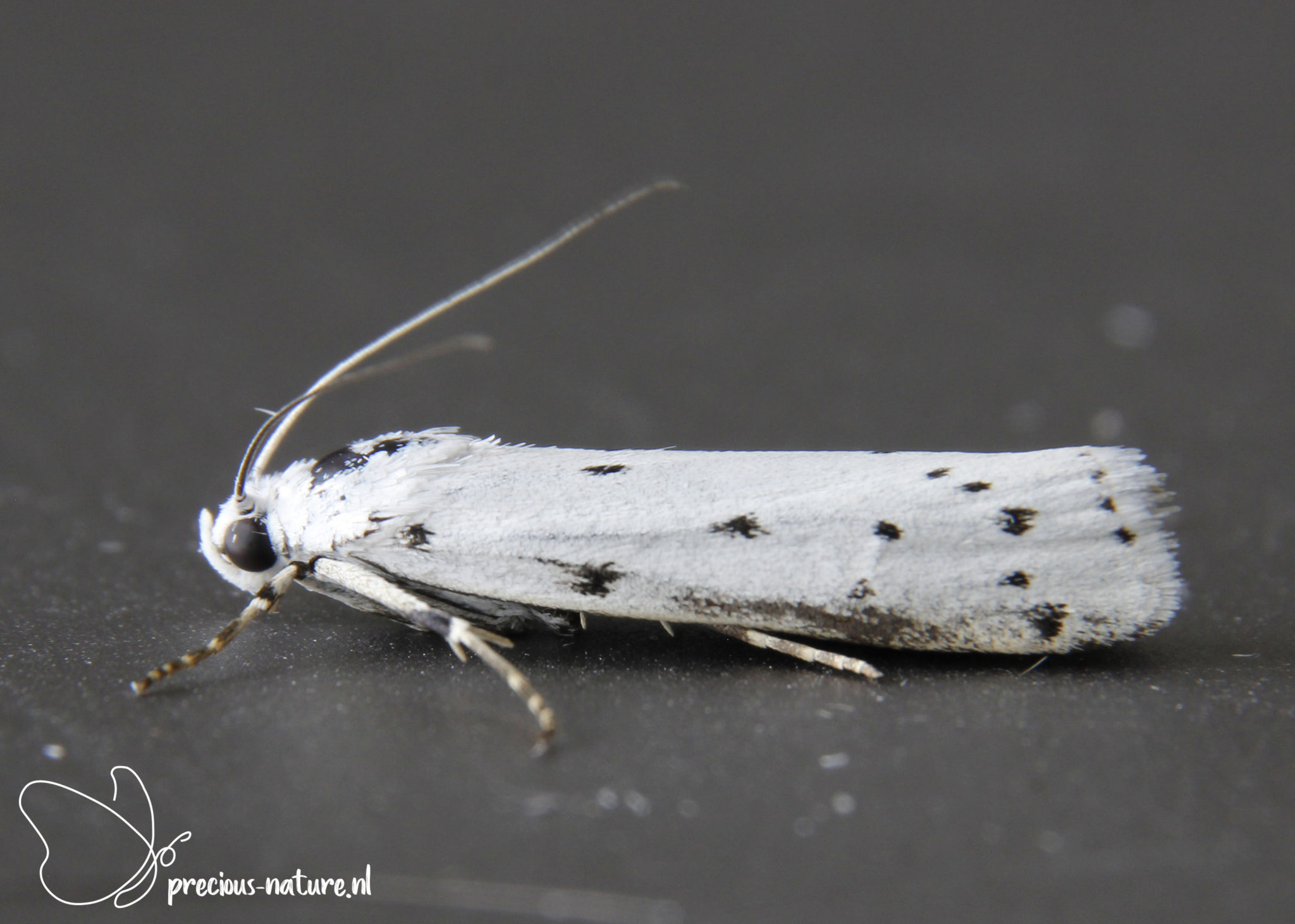Snout Moths | De wondere wereld voor natuurliefhebbers