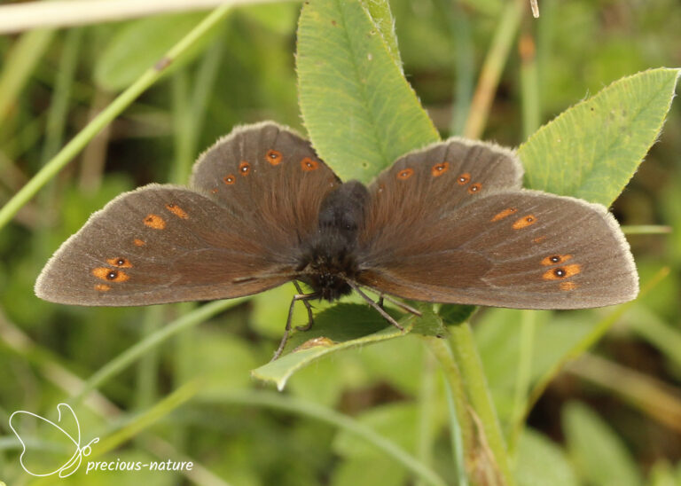 Satyrs and Wood-nymphs | De wondere wereld voor natuurliefhebbers